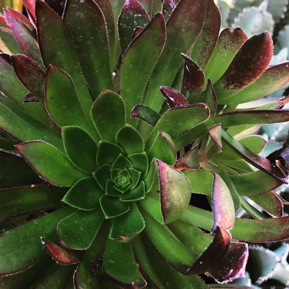 Aeonium Merlot-Low Mounding-Purple Foliage-Easy to Grow-Prolific ...