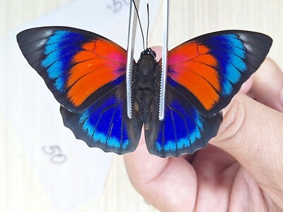 PREPONA/ AGRIAS / HYBRID sp. male N°50 From PERÚ | eBay