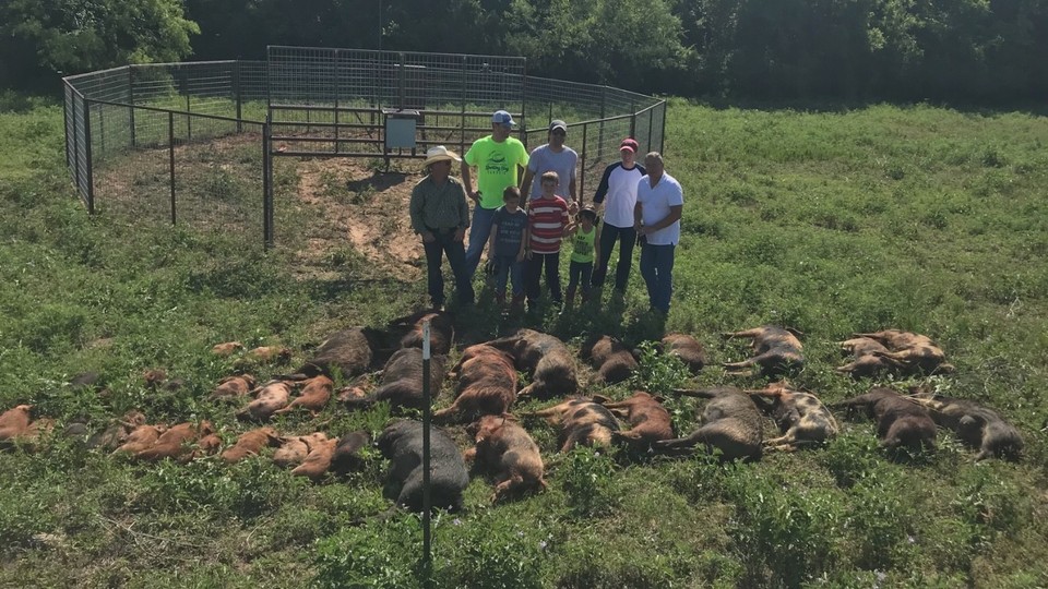 Wireless Cell Phone Activated Hog Trap (camera only) | eBay