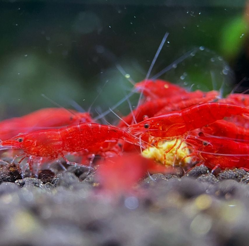 10+3 Fire Red Cherry - Freshwater Neocaridina Aquarium Shrimp. Live ...