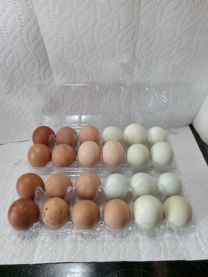 10+ rainbow hatching eggs including pure breed FBCM,olive eggers,pink egger,ect. | eBay