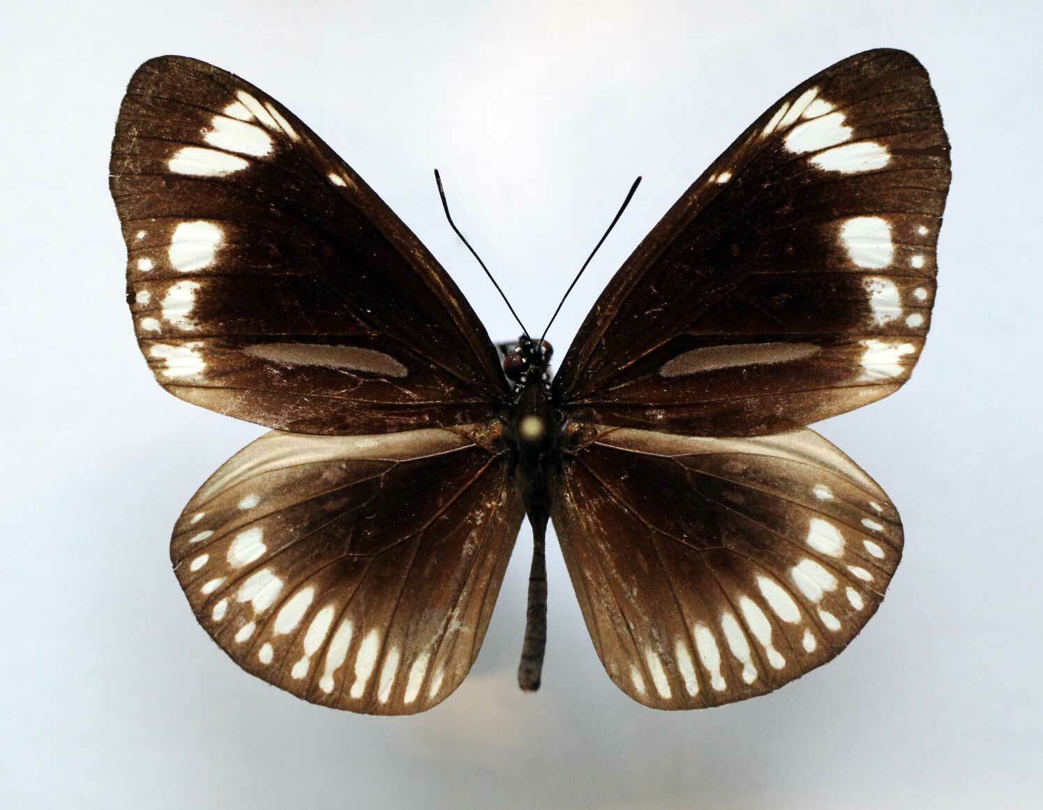 EUPLOEA ALGEA OROPE - unmounted butterfly | eBay