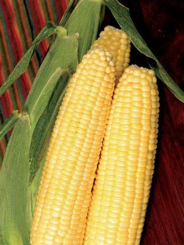 Sweet Corn Seed: Honey Select Sweet Corn Seeds Fresh Seed FREE SHIP ...