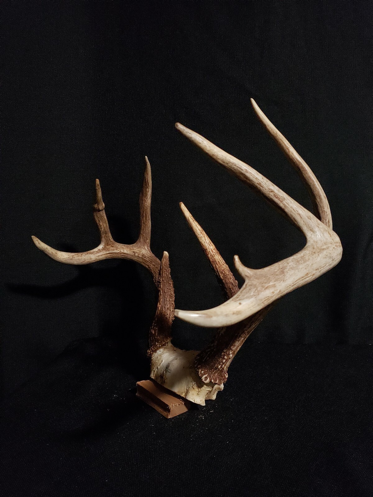 Huge Whitetail Deer Antlers 120 Inch 9 Point Buck! Taxidermy decor ...