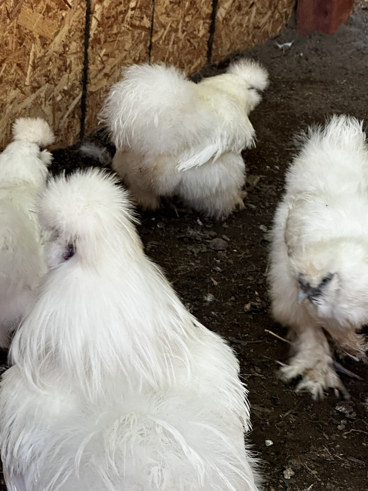 6 Pure White Fertile Silkie Hatching Eggs Ready To Ships Now!! | eBay
