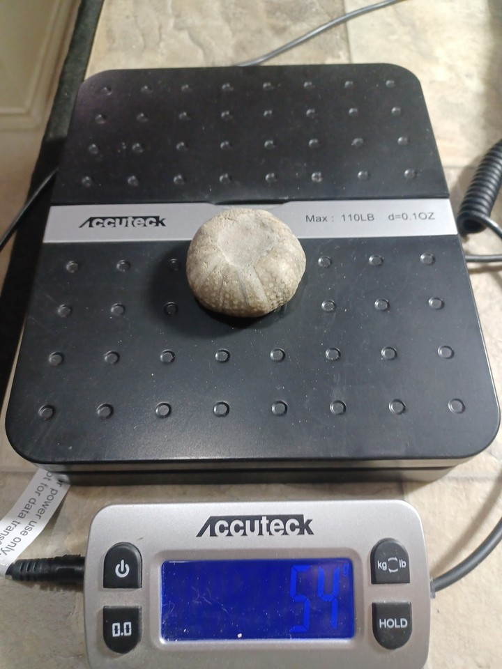 Sea Urchin Fossil Dinosaur Age Texas High Quality Large 54 Grams ...