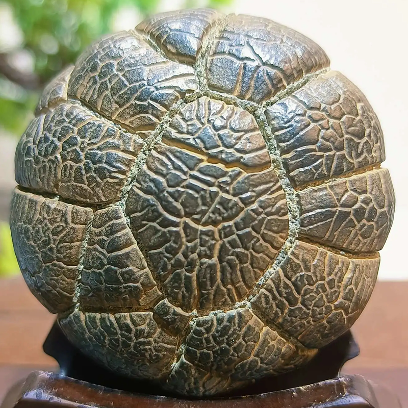 Natural Gobi Agate "Tortoise Back Pattern" Stone Moire Stone Collection ...