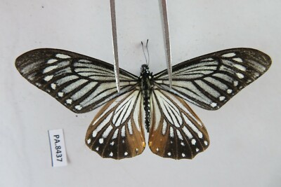PA8437. Insects, butterflies: Papilio sp. Vietnam, Bao Loc | eBay