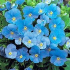 Viola cornuta Perfection Blue 2,000 seeds | eBay