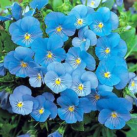 Viola cornuta Perfection Blue 2,000 seeds | eBay