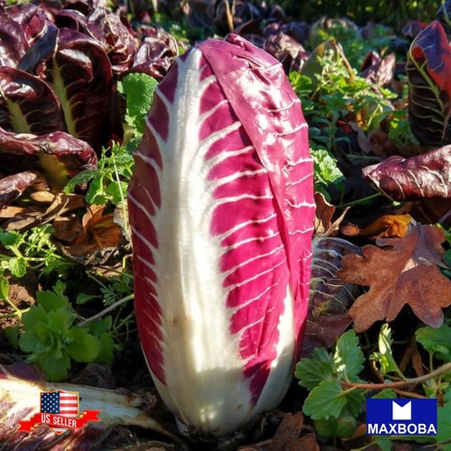 700 Red Treviso Endive Fresh Seeds Non-GMO Heirloom Vegetable | eBay