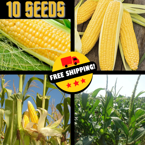 Sweet Maize(Corn) - Bada Irigu - 10 Seeds - Supersweet - Premium ...