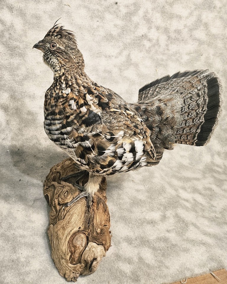 Handsome Table Ruffed Grouse pheasant Taxidermy Bird Art from Alaska | eBay