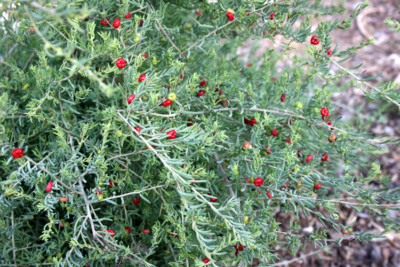 Enchylaena tomentosa - Ruby Saltbush / Barrier Saltbush - 30 Seeds ...