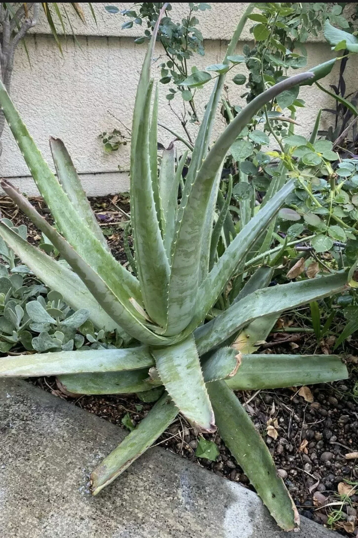 Big Aloe Vera Plant