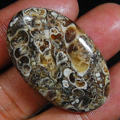 Massive Natural Fossil Turtella Gemstone Oval Cabochon 38 X 23 X 05mm ...