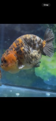 High-Quality Calico Yuanbao Ranchu 3 1/2 To 4 1/2 Inches Breeding Pair ...