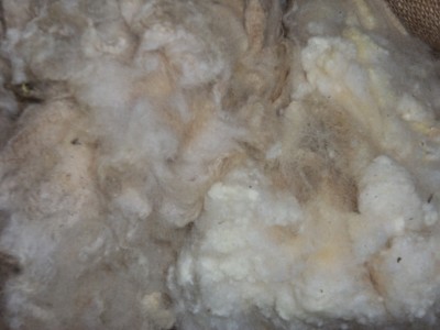 SHEEP'S WOOL TRAPPING SUPPLIES - Uncleaned - 15 ounces | eBay