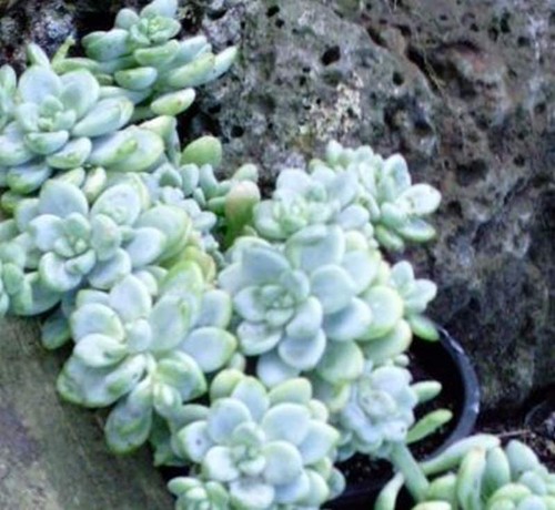 SEDUM CLAVATUM with offsets Succulents & Cacti Garden Plants Ground ...