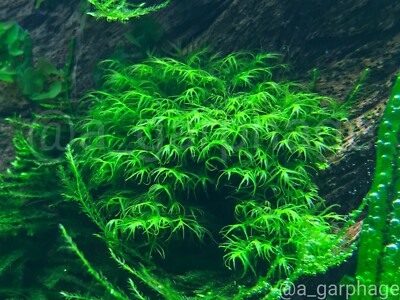 Phoenix Moss (Fissidens fontanus) - 2x2 inch portion - Live Aquarium ...