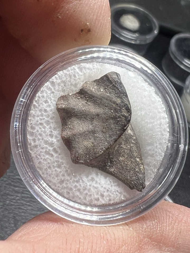Rare Fossil Lungfish Tooth Permian Age From Ok. Wolf Family Collection ...