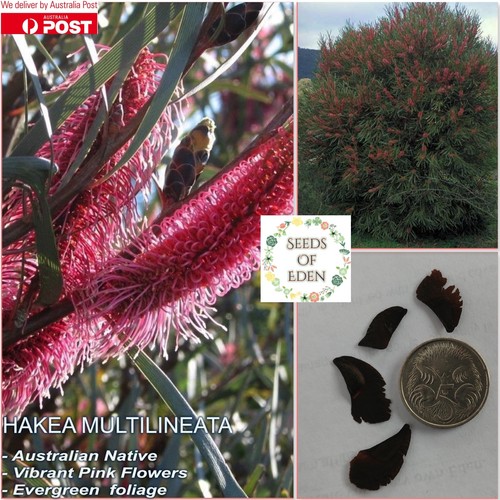 15 HAKEA MULTILINEATA SEEDS; Beautiful Australian Native | eBay