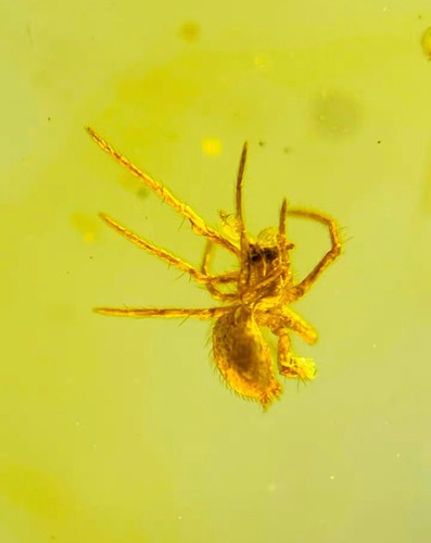 Burmese insect fossil burmite Cretaceous spider insect fossil Myanmar ...