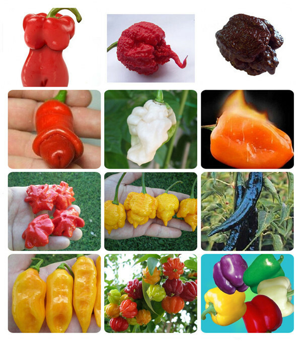 more #2 ASSORTED CHILI PEPPER SEEDS 25 varieties you choose hot mild ...