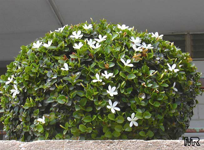 Carissa Macrocarpa Hedge