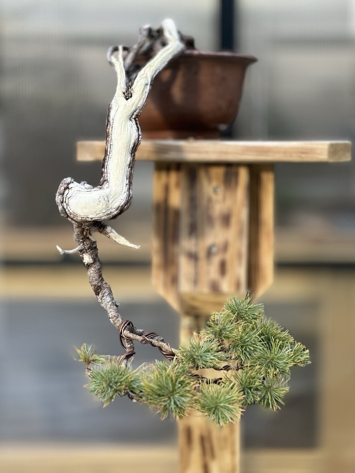 Japanese Yamadori Miyajima White Pine Cascade Style, Jin And Seal 65 ...