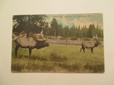 Kalispeli Montana Postcard Hello Bill Flathead Elk 1910 | eBay