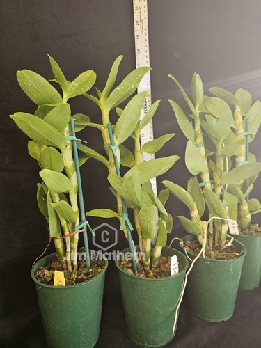 Dendrobium Red Emperor 'Prince' Blooming size Nobile Dendrobium Orchid ...