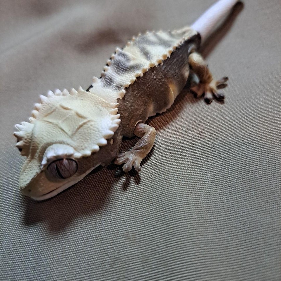Gacha Capsule Toy Encyclopedia of Creatures Repti Crested Gecko Flame ...