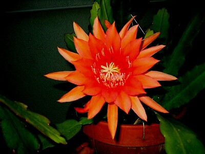 EPIPHYLLUM ORCHID CACTUS FLAMINGO | eBay