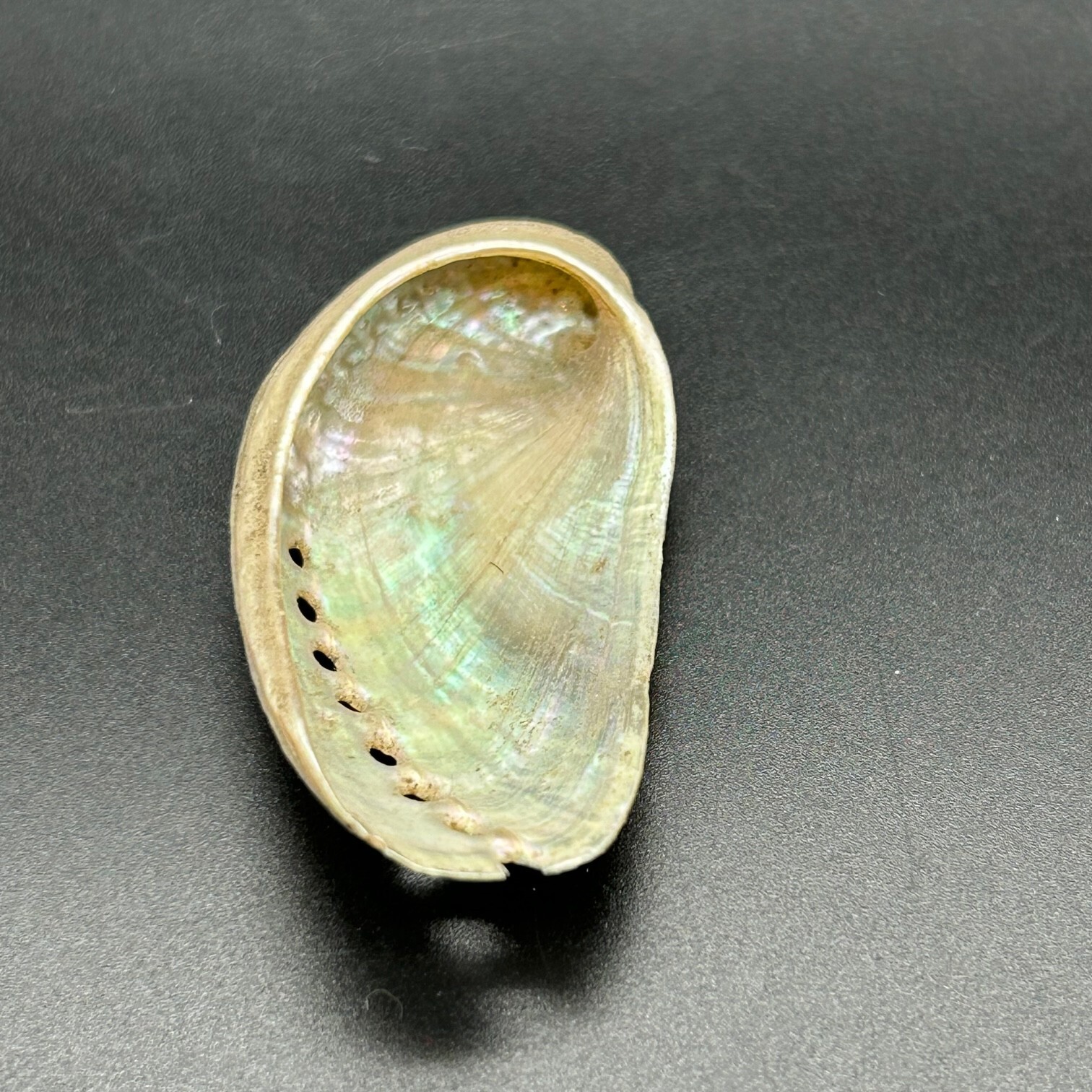 Donkey's Ear Abalone Sea Shell Haliotis Asinina Natural Display ...