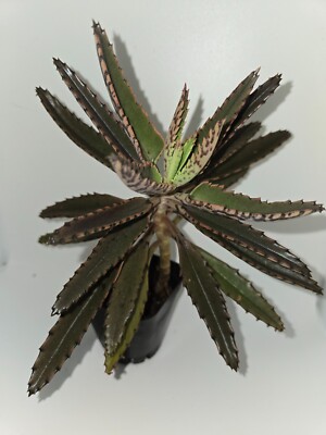 Mother of Thousands Alligator Live Plant 3 to 5 inches tall, Succulent ...