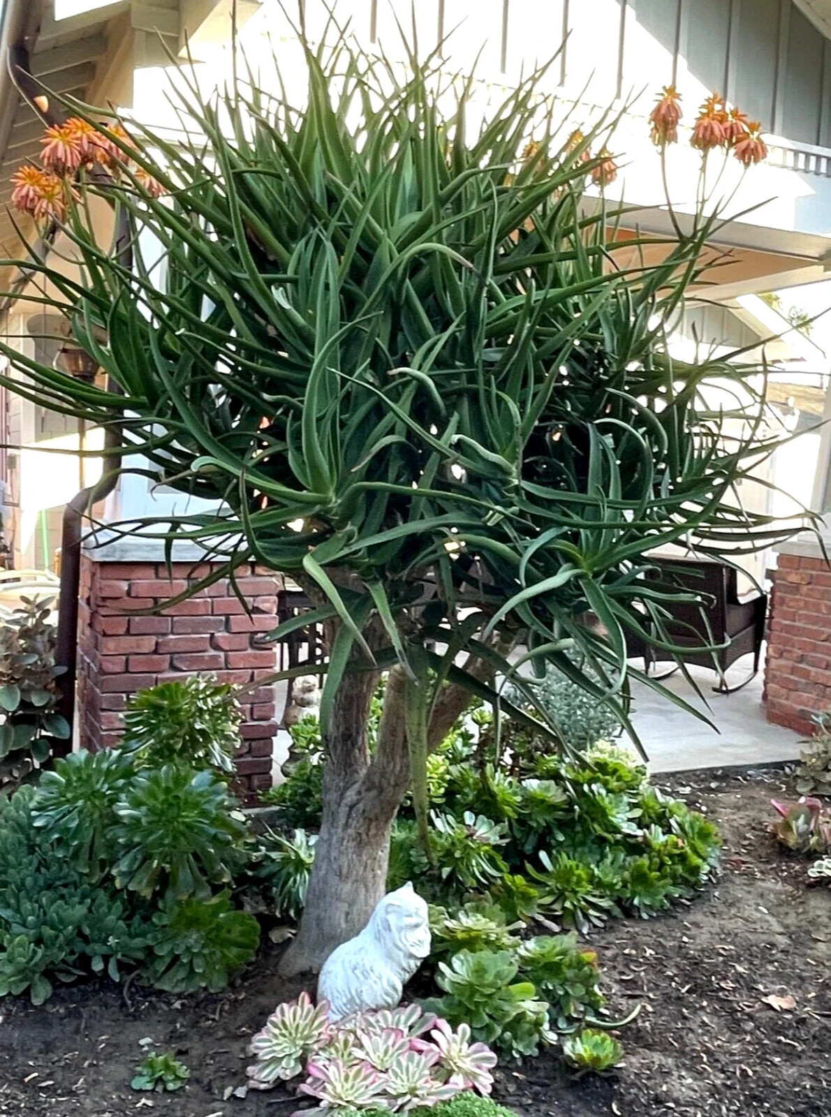 Aloe Tongaensis Medusa Tree Live Cutting Starter Plant from my Gorgeous ...