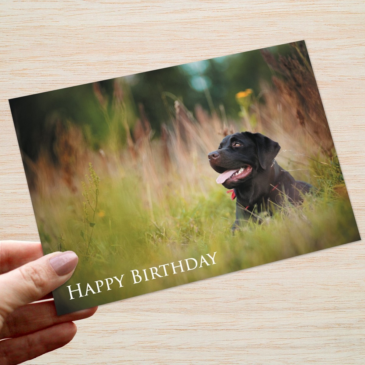 Happy Birthday Cute Lab