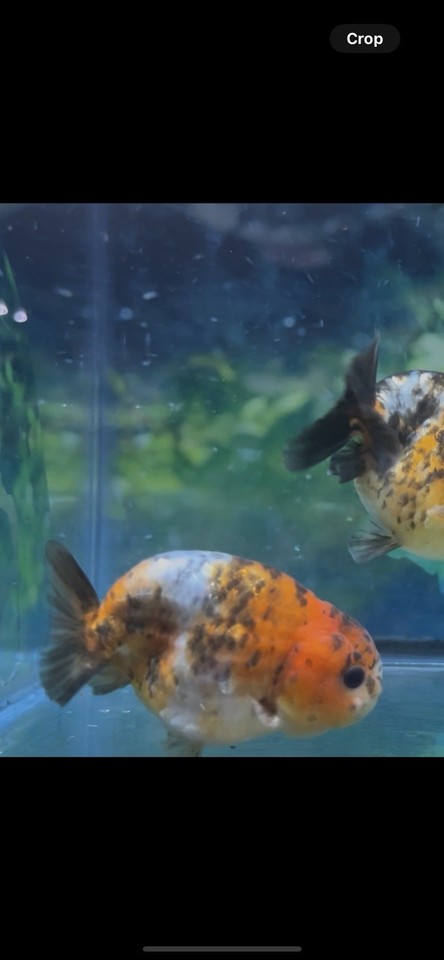 High-Quality Calico Yuanbao Ranchu 3 1/2 To 4 1/2 Inches Breeding Pair ...
