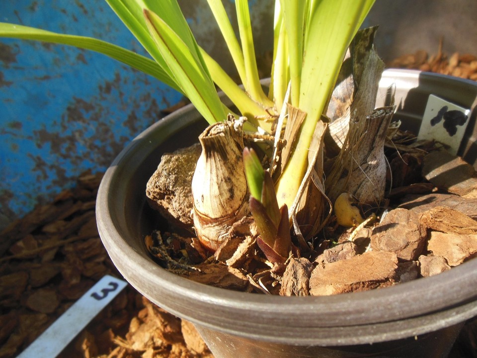 GORGEOUS DARK BROWN Outdoor Cymbidium Orchid - Multiple Bulbs ...