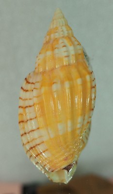 Voluta Lyria tulearensis - GIANT | eBay