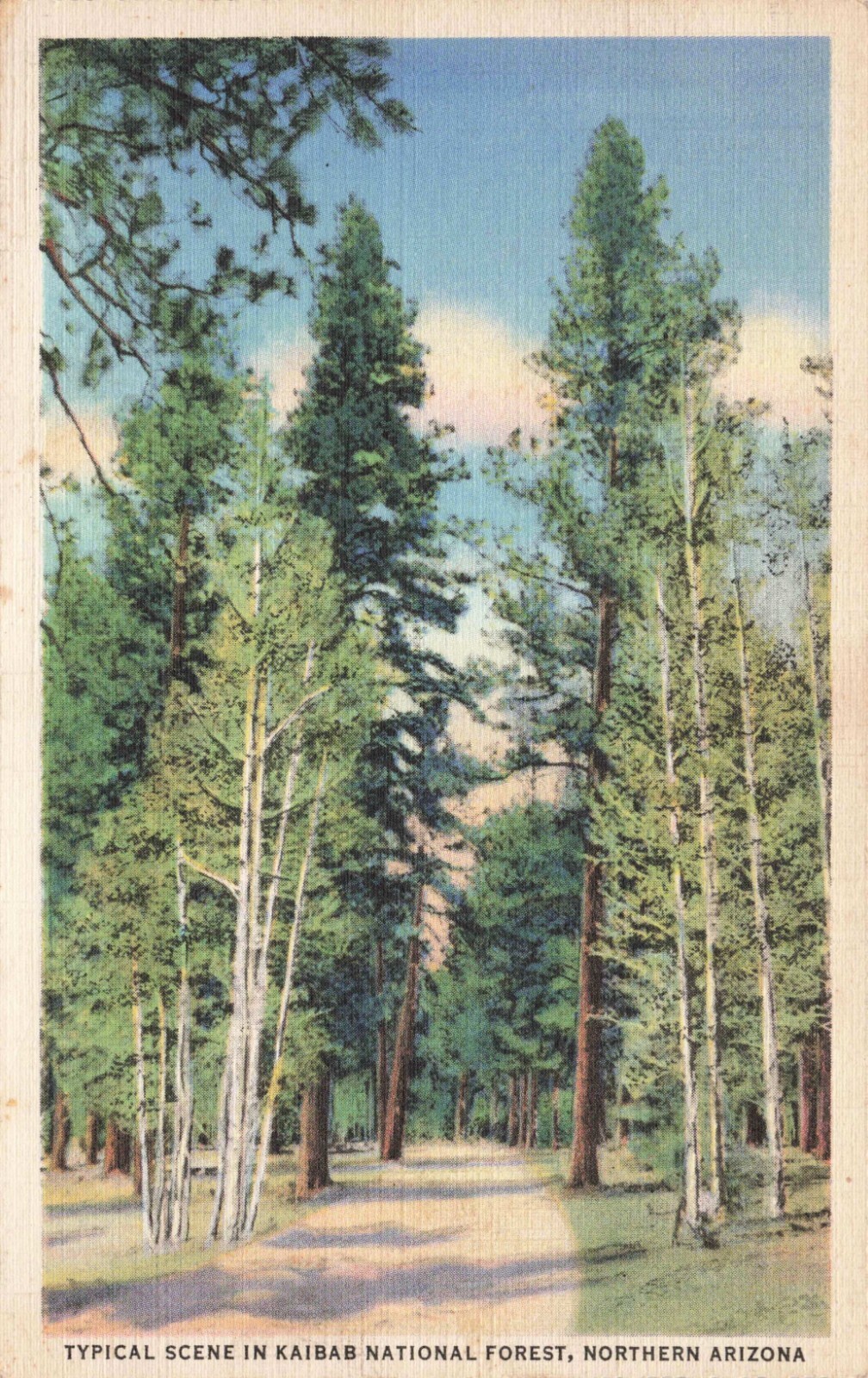 Postcard Road Trees Kaibab National Forest Northern Arizona AZ | eBay