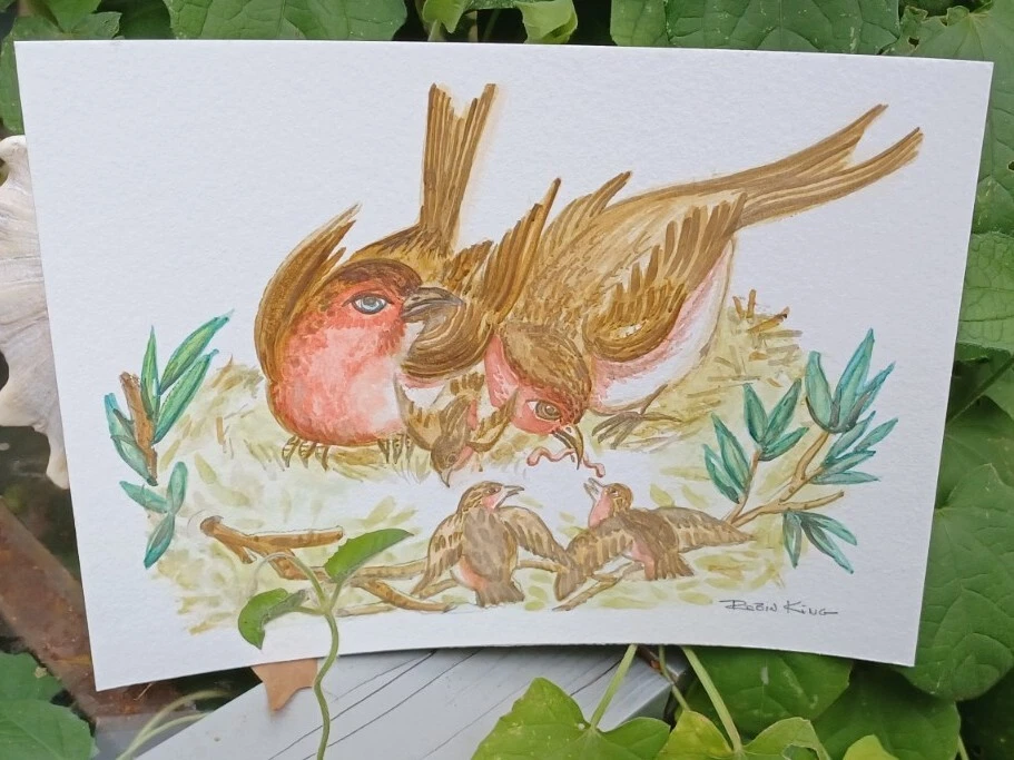 Robin Nest Drawing