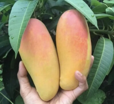 Ships To ALL USA! GRAFTED MAHACHANOK Maha Chanok Mango Live Plant | eBay