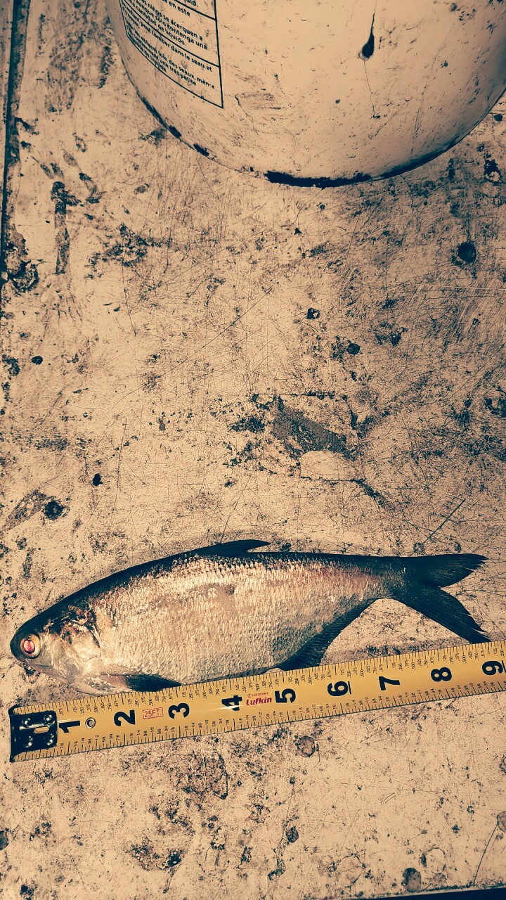 FROZEN Gizzard Shad CATFISH BAIT 2 Gallon Bag | eBay