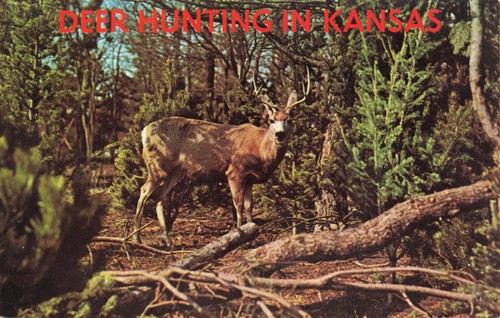 Postcard KS Deer Buck Hunting Forest Woods Nature Animal Greetings Tree ...