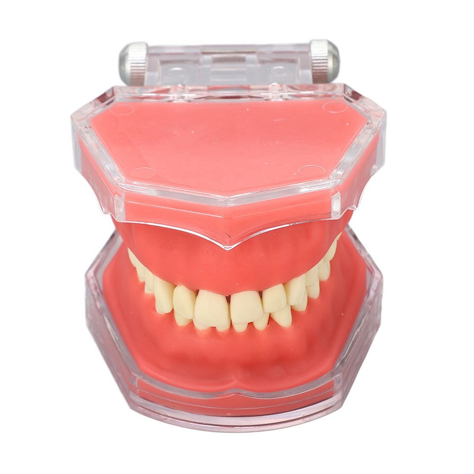 Gingiva Model Removable Teeth Soft Oral Demonstrating Dental Practice ...