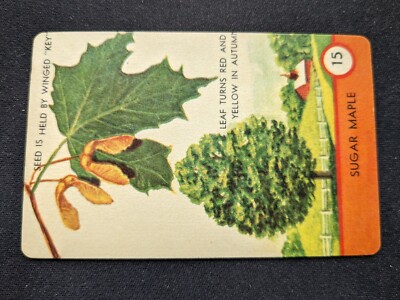 1962 Ed-U-Cards Tree Spotter Game Card # 15 Sugar Maple (NM) | eBay