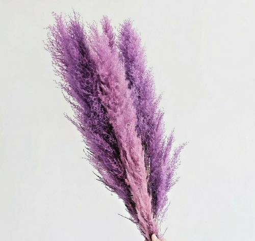 USA SELLER 200 Purple Pampas Grass Seeds Perennial Flowering Ornimental ...