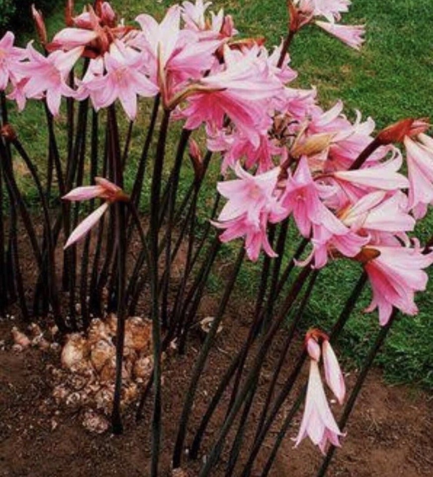 Pink Lady Flowers Bulbs /Tubers: 2 Bulbs For $30 FREE POSTAGE | eBay ...